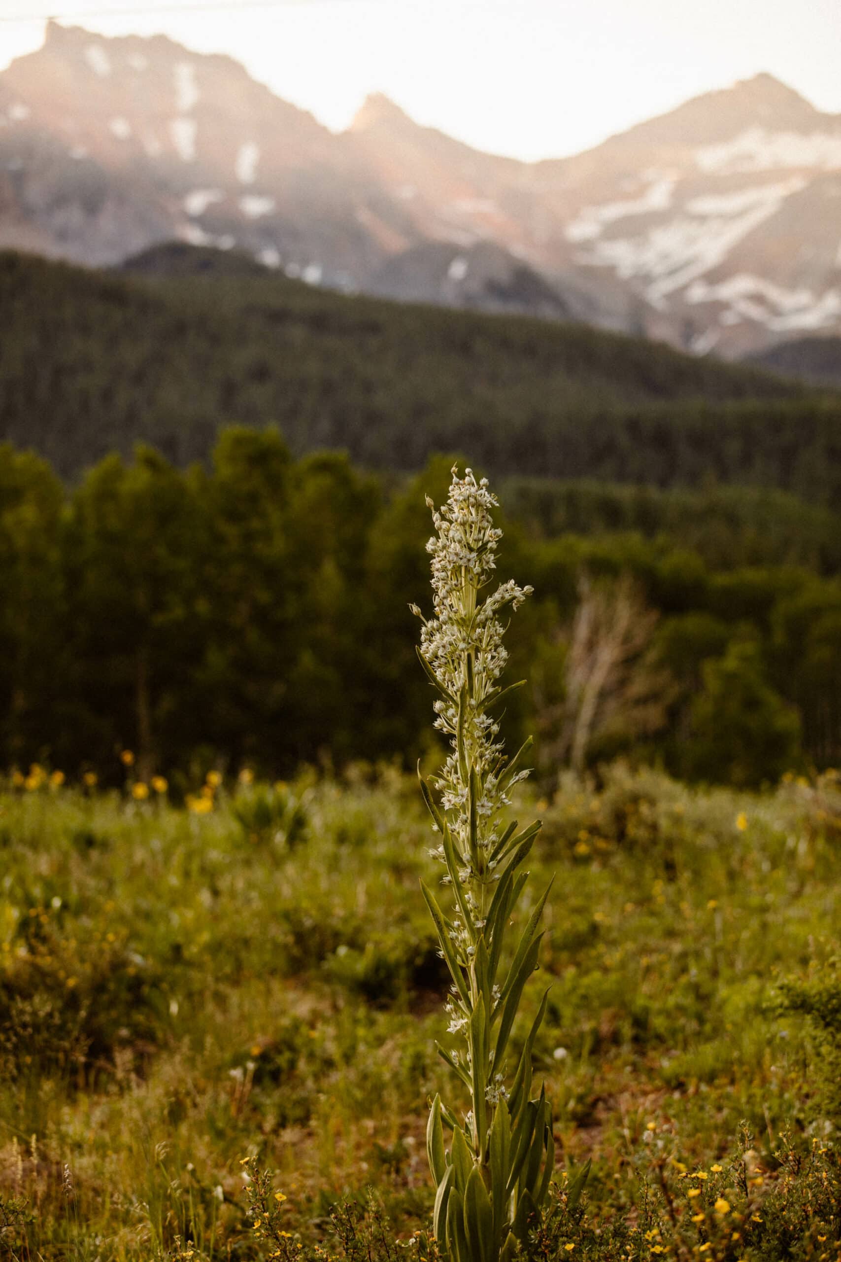 Lizard Head Pass - Everything You Should Know (By Coloradans)